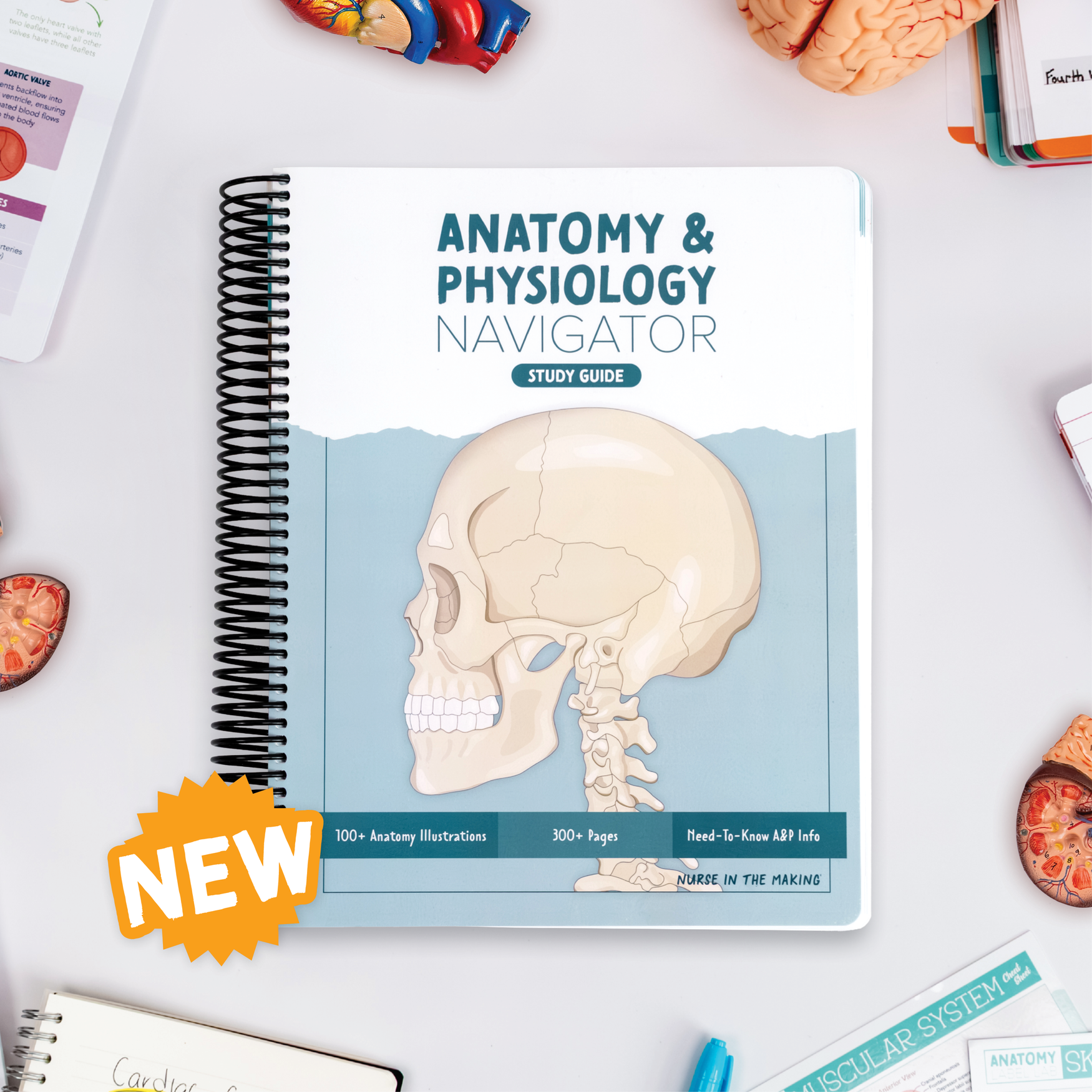Anatomy Label Lab Workbook® – NurseInTheMaking