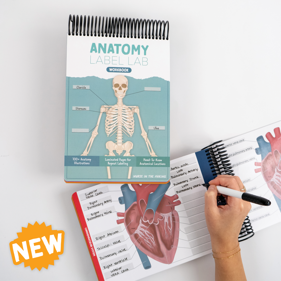 Anatomy Label Lab Workbook – NurseInTheMaking