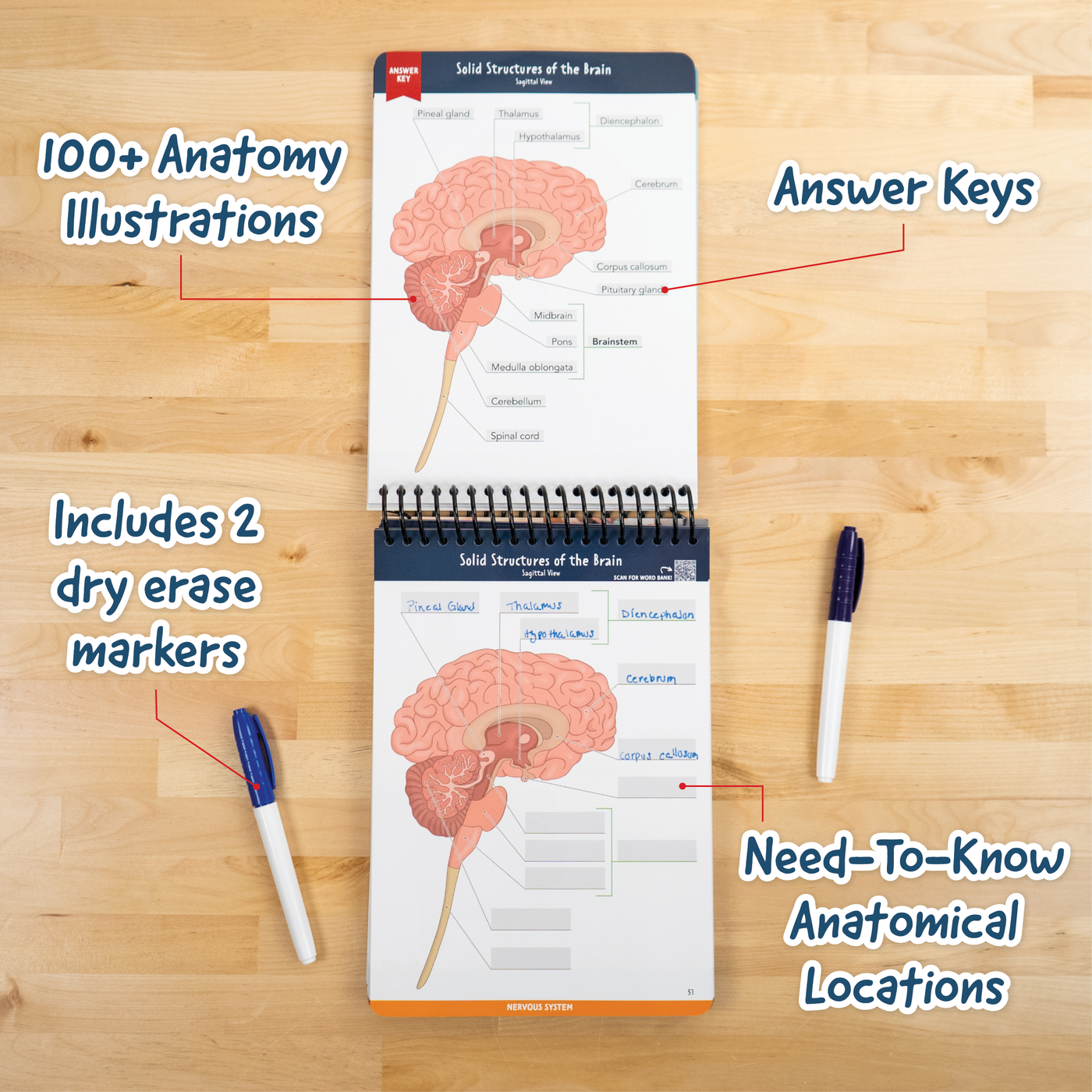 Anatomy Label Lab Workbook® – NurseInTheMaking