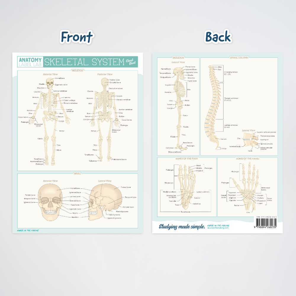 Anatomy Label Lab Workbook® – NurseInTheMaking