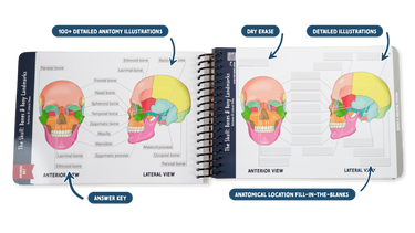 Anatomy Label Lab Workbook® – NurseInTheMaking