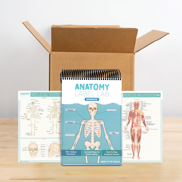 Anatomy Label Lab Kit™ – NurseInTheMaking