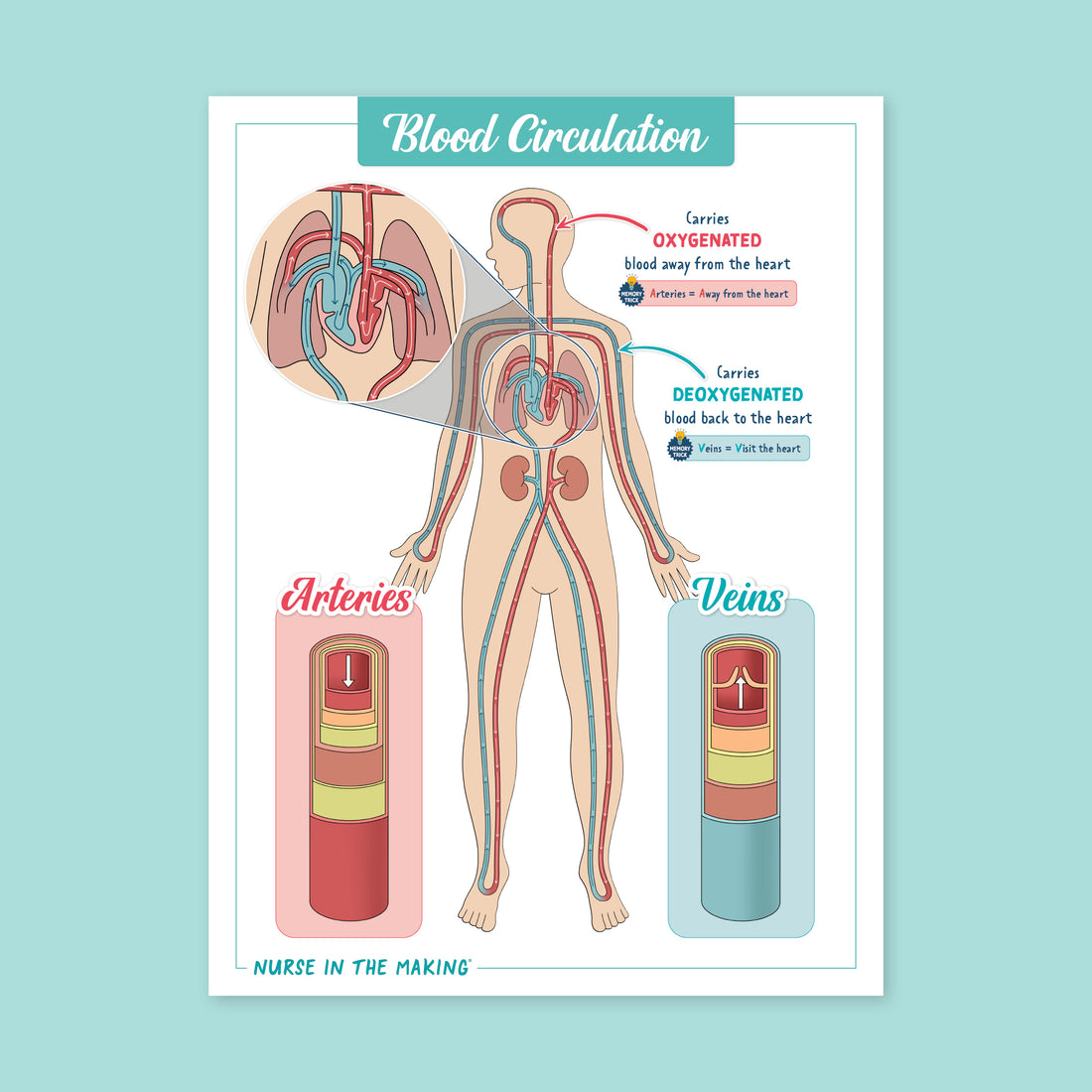 Printable Blood Circulation Poster – NurseInTheMaking