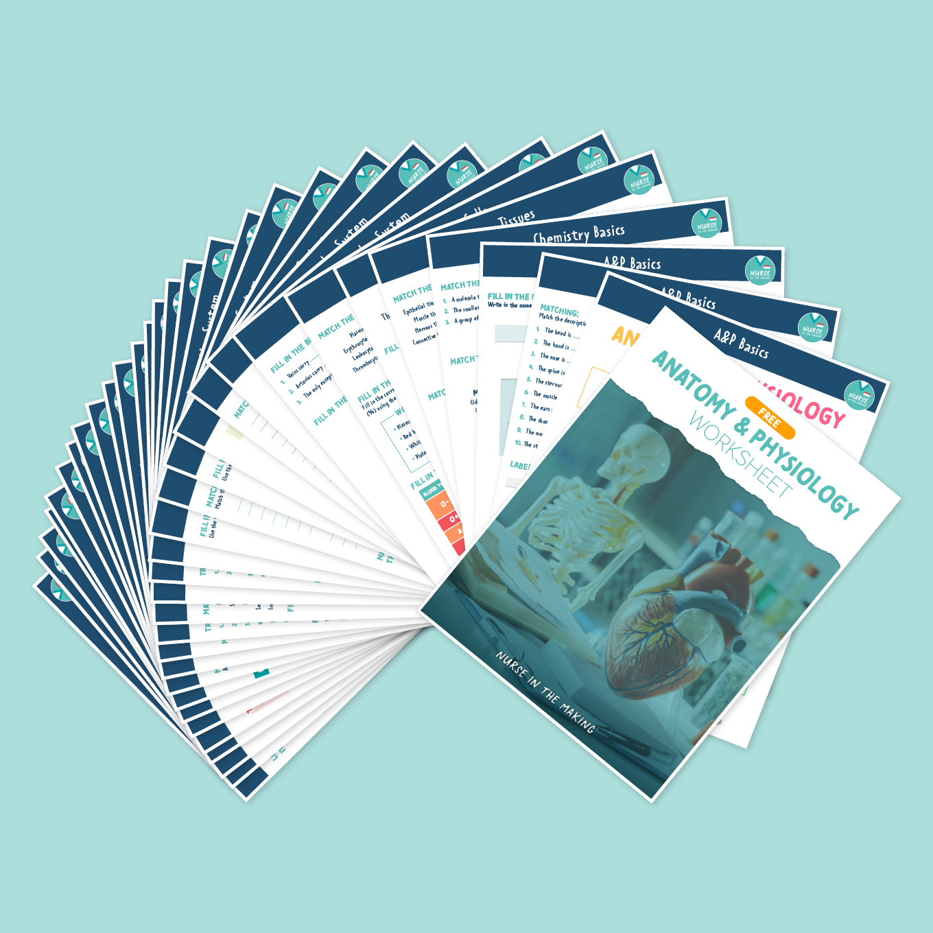 Anatomy & Physiology Worksheet – NurseInTheMaking