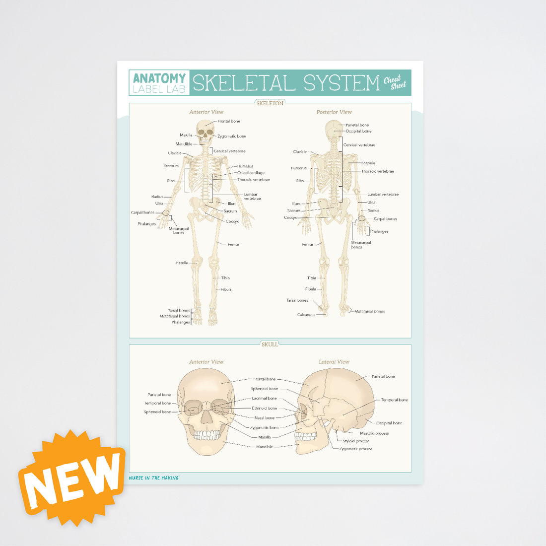 Anatomy Label Lab Skeletal System Cheat Sheet – NurseInTheMaking